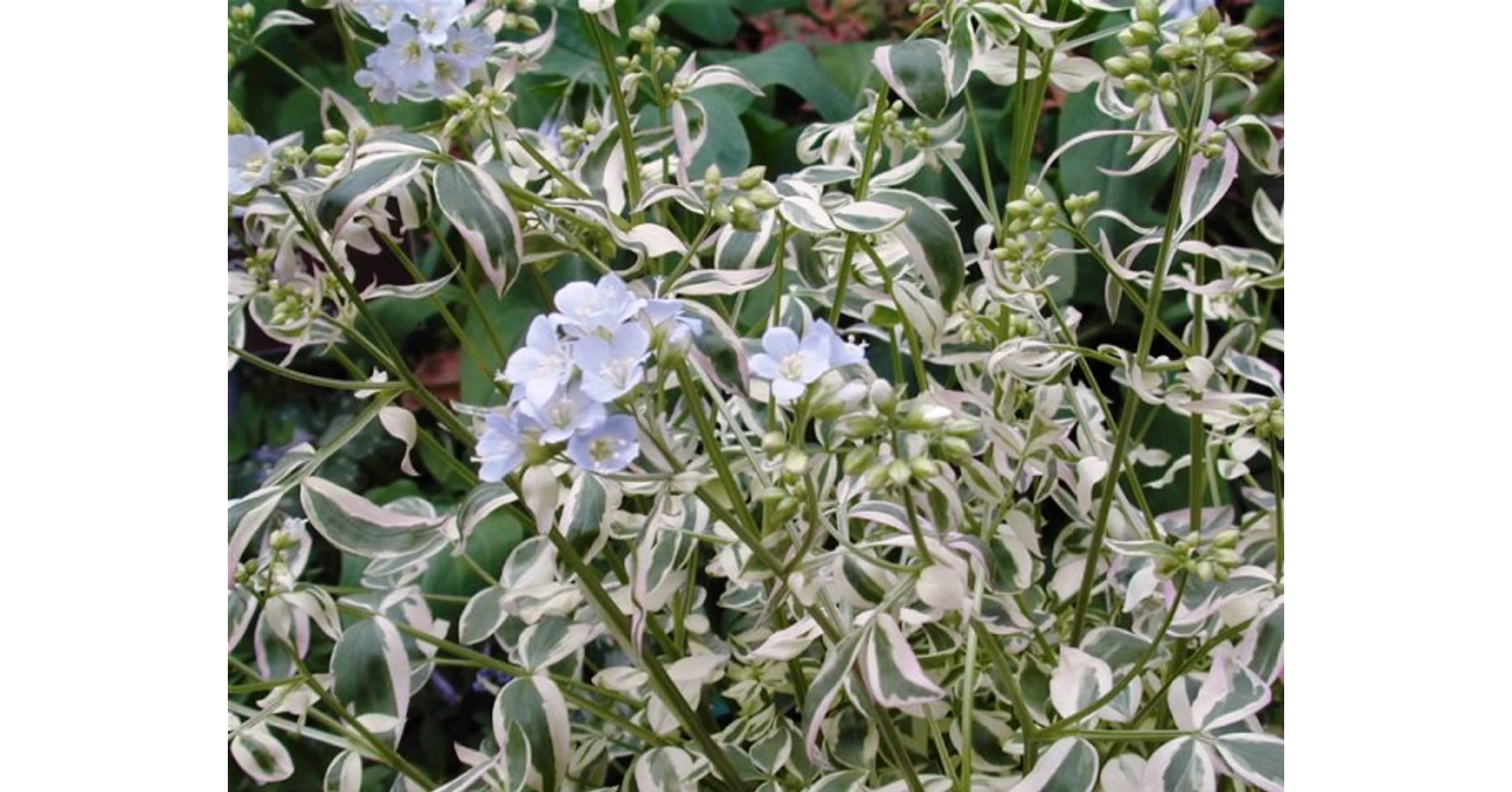 Indás csatavirág POLEMONIUM NORTHWAY LIGHTS CS15 - Örökzöld Kertészet Kft.