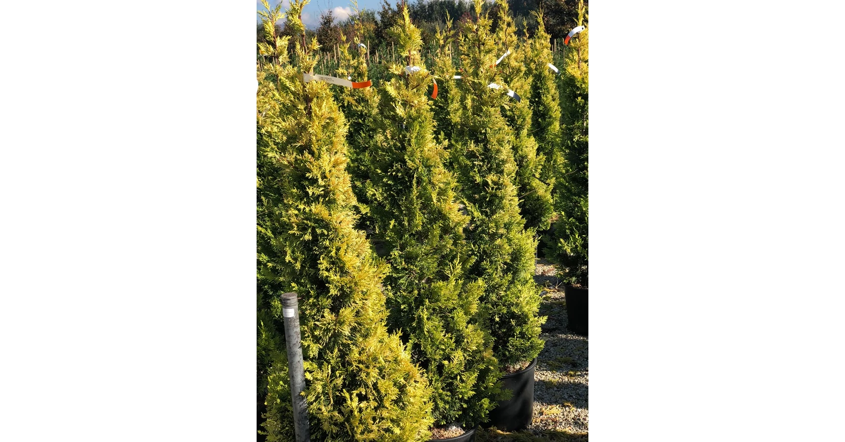 Arany lombú leyland ciprus CUPRESSOCYPARIS LEYLANDII GOLD RIDER 175/200 ...