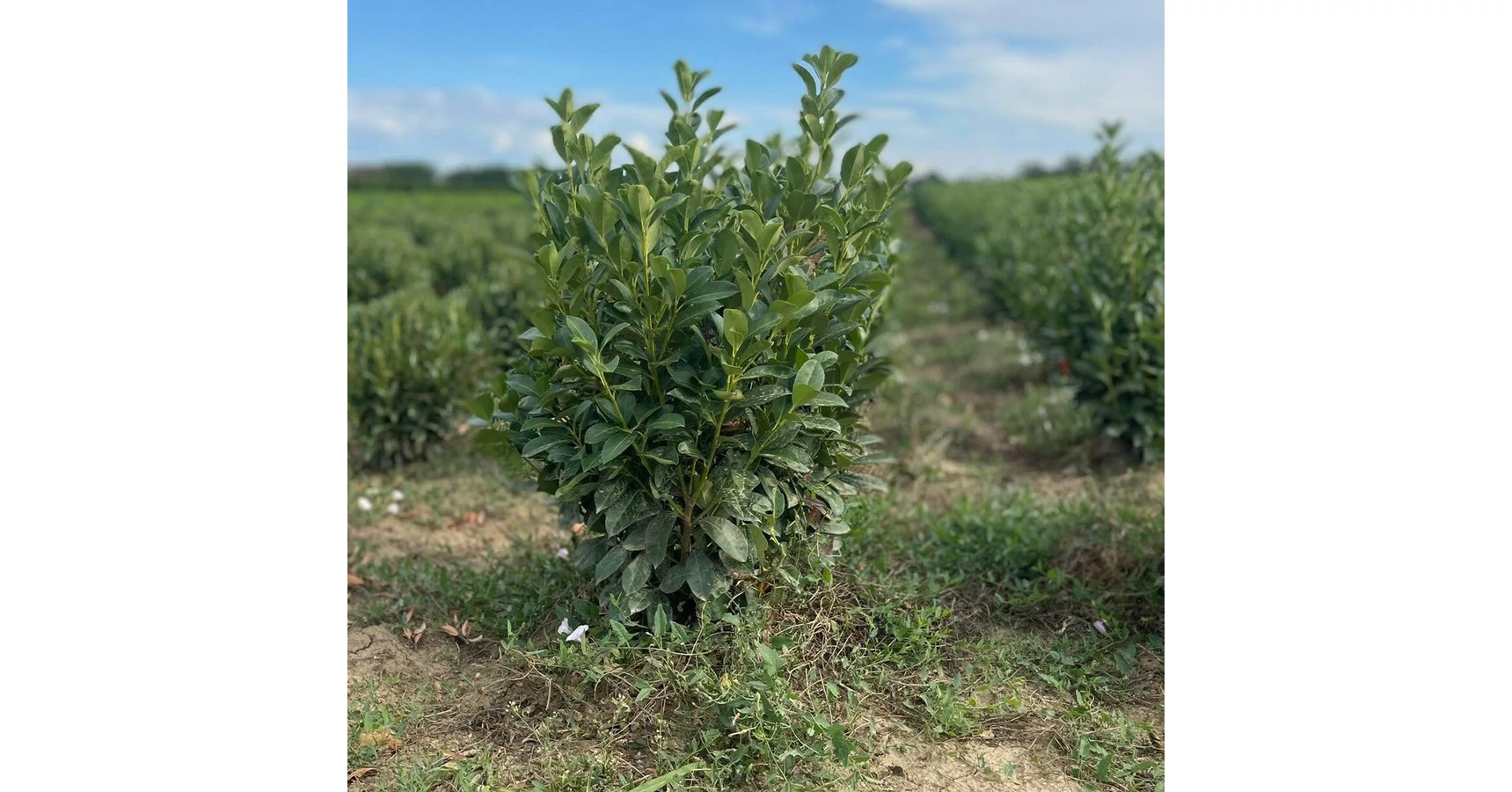Oszlopos babérmeggy PRUNUS LAUROCERASUS OBELISK 80/100* - Örökzöld ...