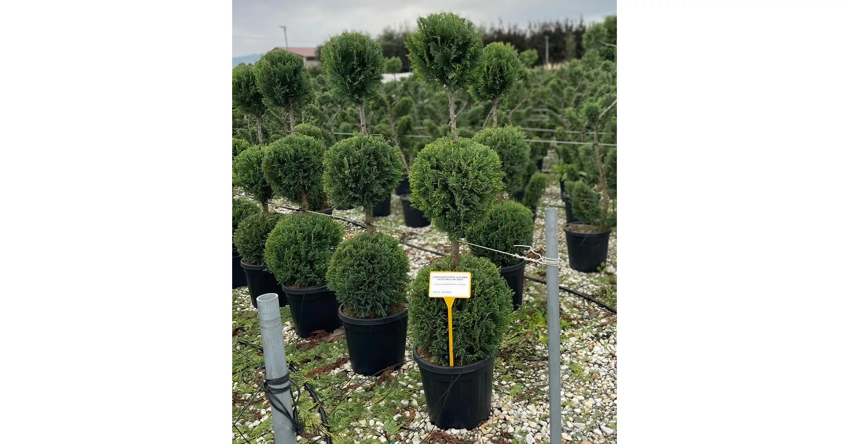 Arany lombú leyland ciprus CUPRESSOCYPARIS LEYLANDII CASTLEWELLAN GOLD ...