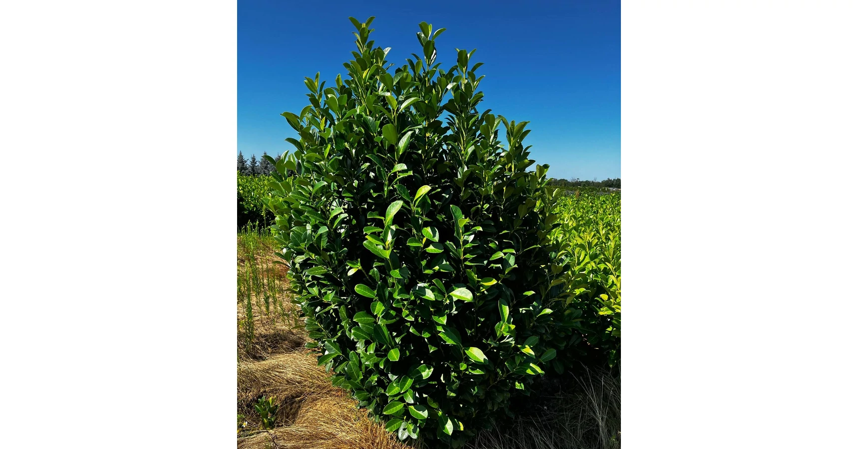Oszlopos babérmeggy PRUNUS LAUROCERASUS OBELISK 125/150* - Örökzöld ...