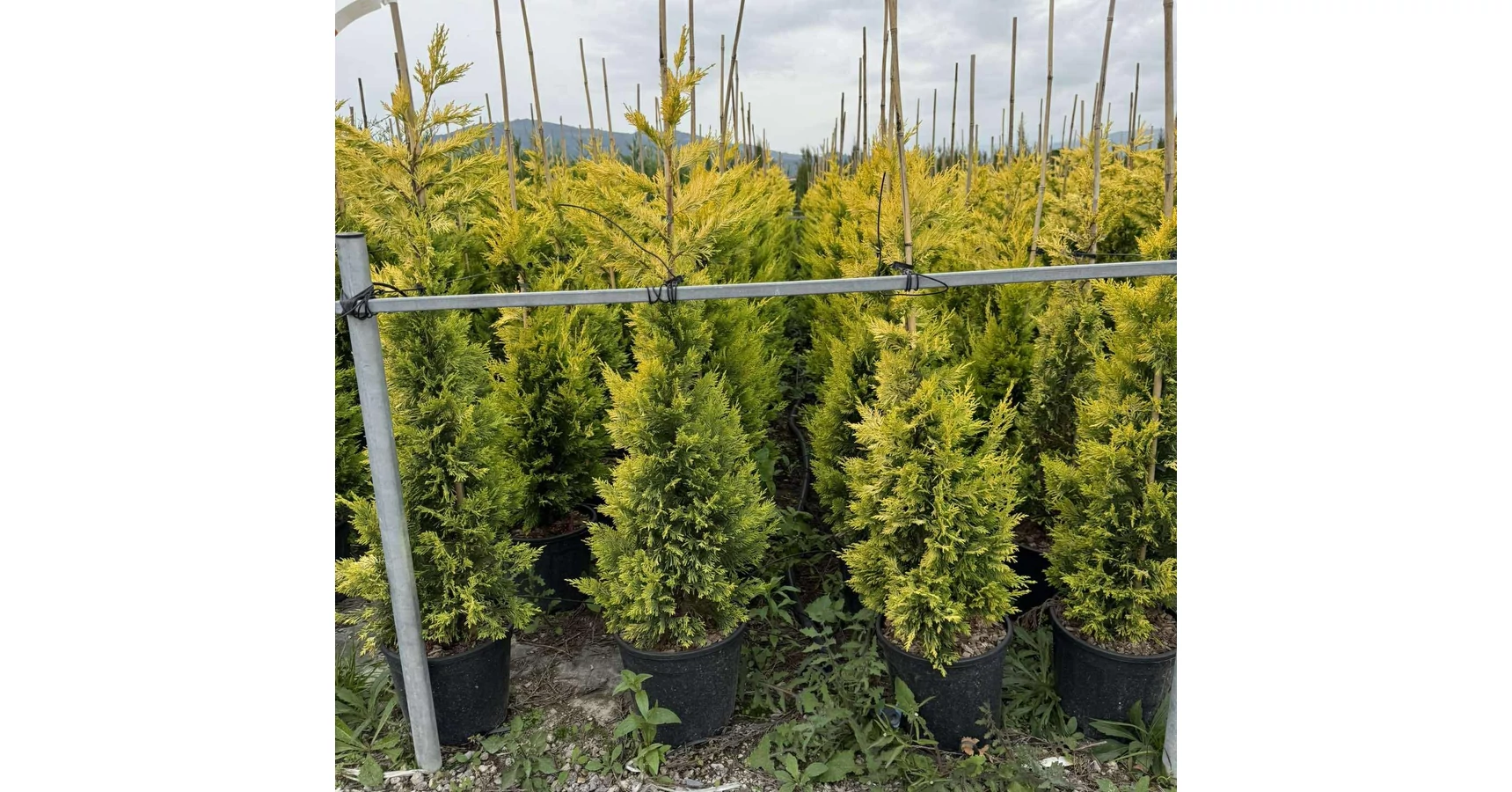 Arany lombú leyland ciprus CUPRESSOCYPARIS LEYLANDII GOLD RIDER 100/125 ...